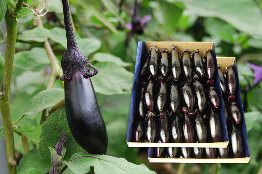 朝採り小なす約2kg(3Sサイズ・浅漬けの素付き)(1kg×2箱)